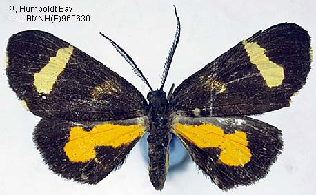 Papua Insects Foundation (Lepidoptera/Geometridae(Ennominae)/Ctimene ...